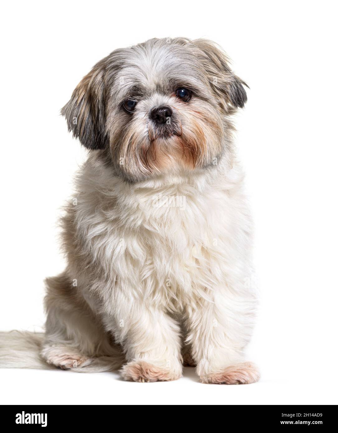 Chinese shih tzu dog hi-res stock photography and images - Alamy