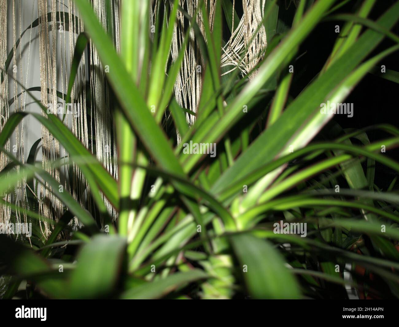 Yucca palms hi-res stock photography and images - Alamy