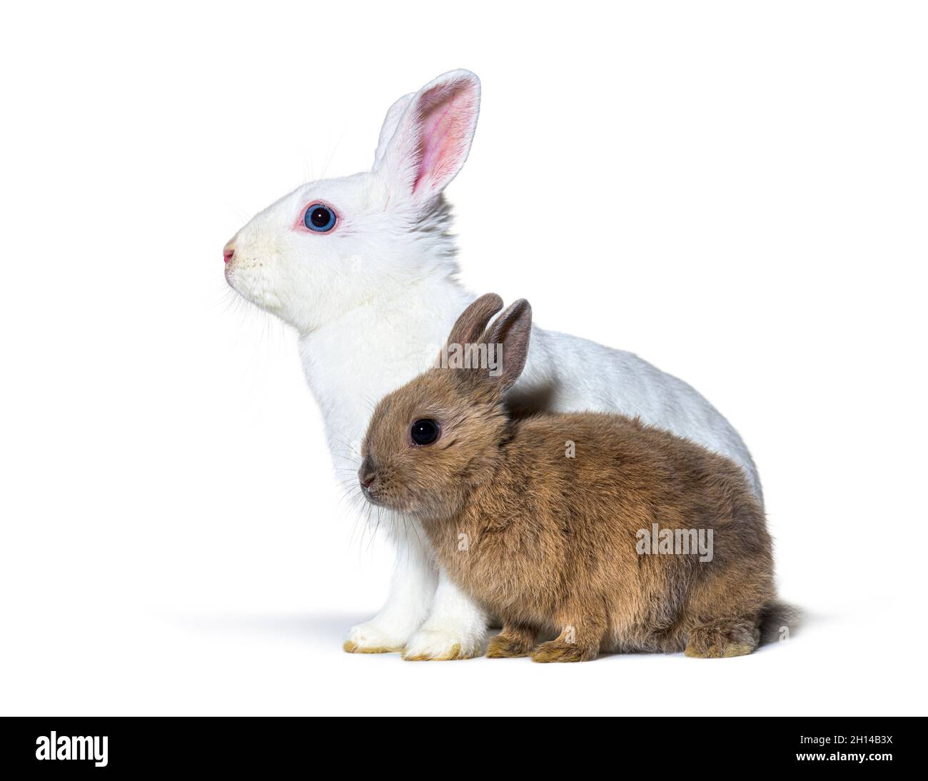 White Rabbit Profile