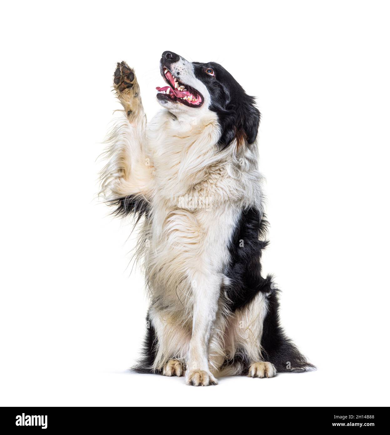 High five dog hi-res stock photography and images - Alamy