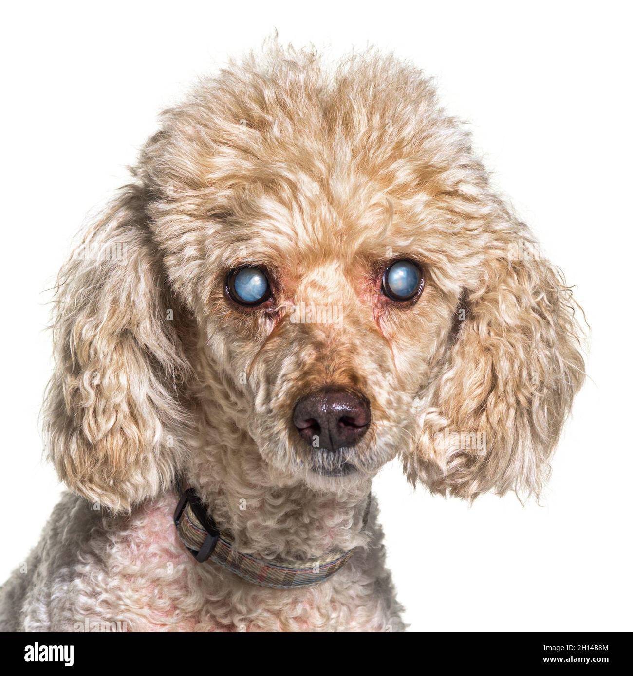 Head shot of an old and blindness poodle dog isolated on white Stock ...