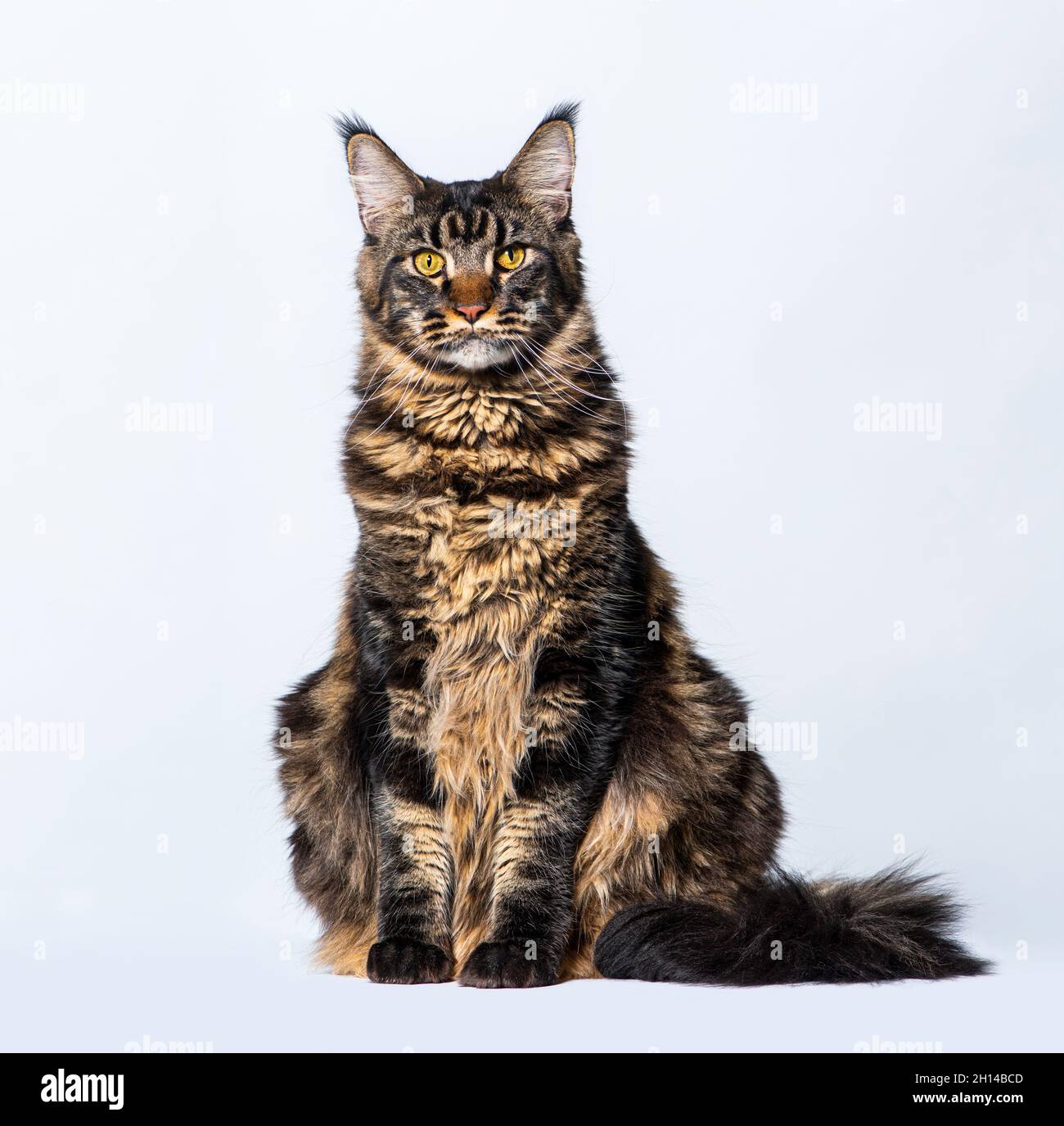 Main coon cat, sitting in front of grey background, yellow eyed Stock ...
