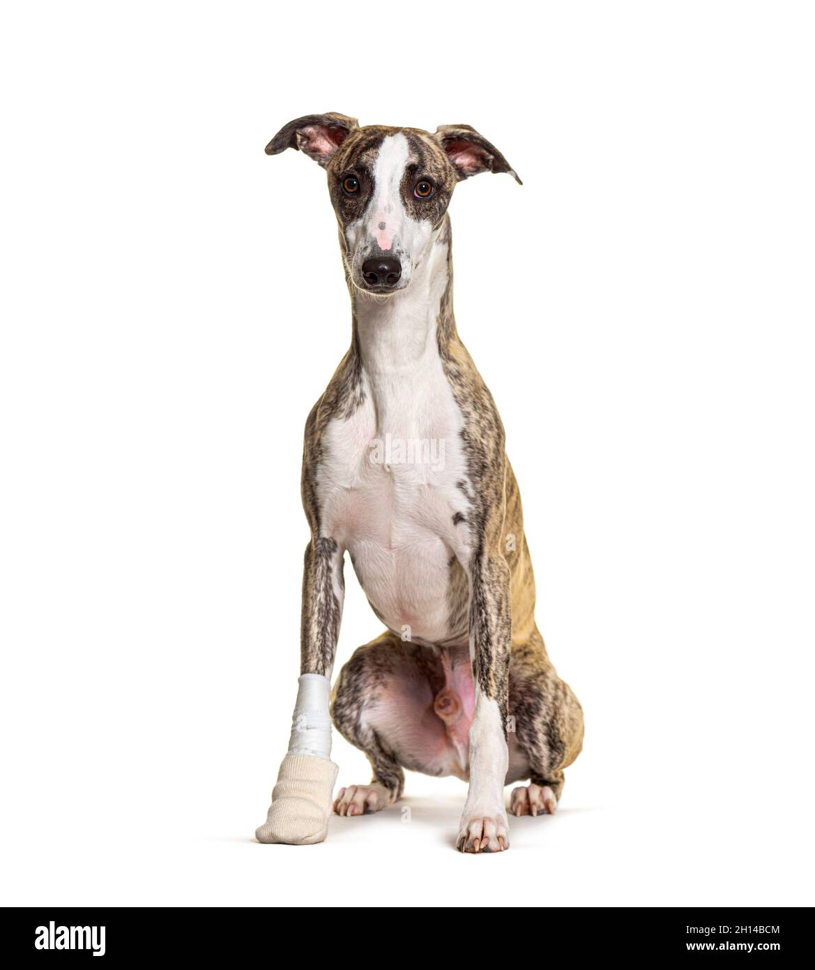 injured whippet dog sitting, bandaged paw, isolated on white Stock ...