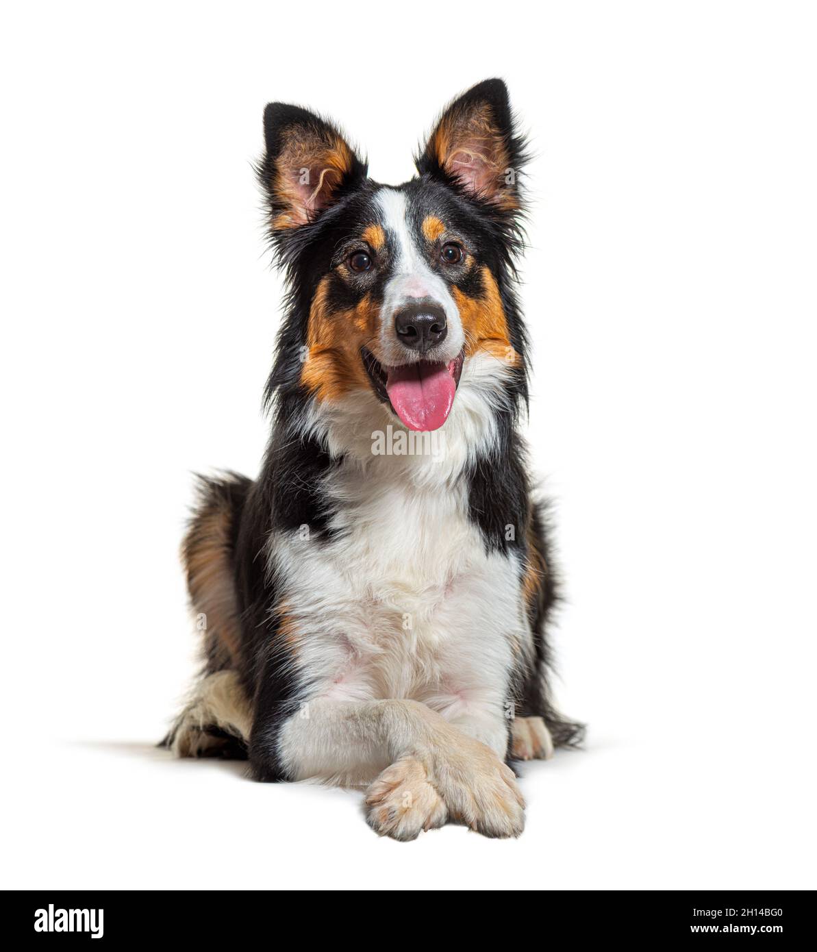 How To Train A Border Collie Puppy To Sit