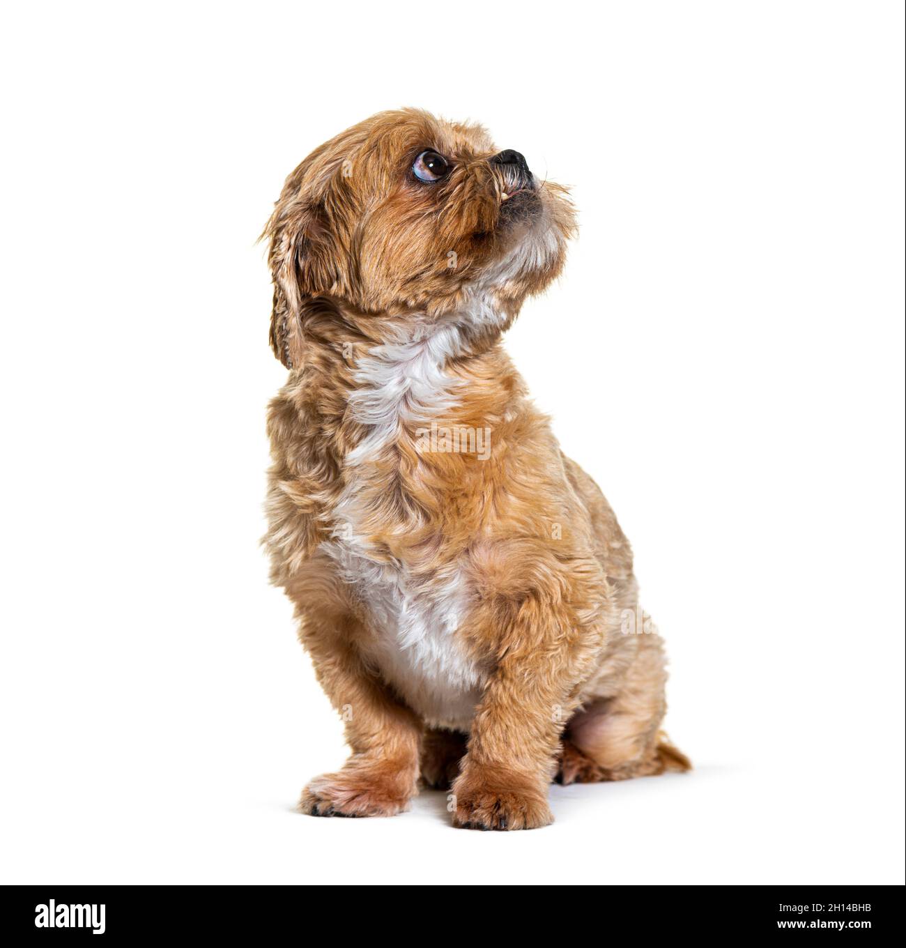 Side view shih tzu sitting hi-res stock photography and images - Alamy