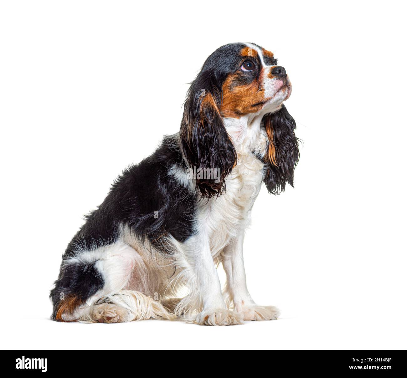 Tri-color Cavalier King Charles dog looking up, sitting in front of ...