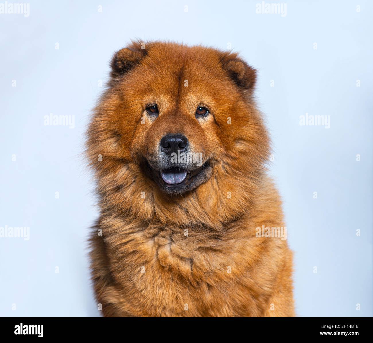 Dog chow chow chow chow adult hi-res stock photography and images - Alamy