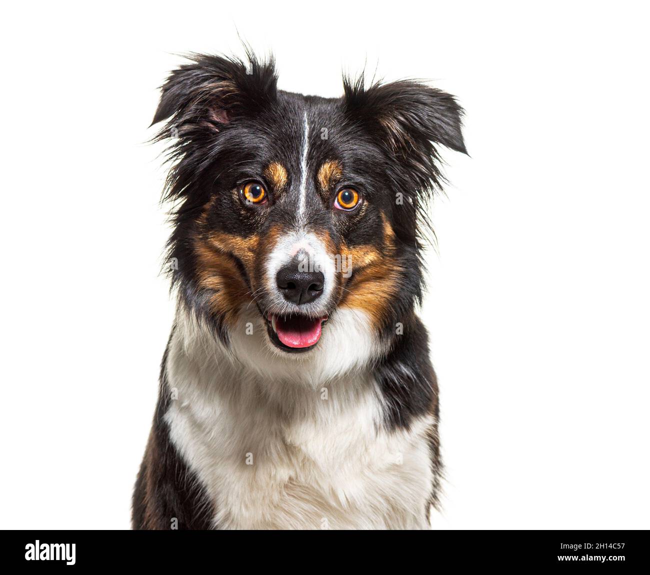 Head shot portrait of a Tri-color border collie dog facing, isolated on ...