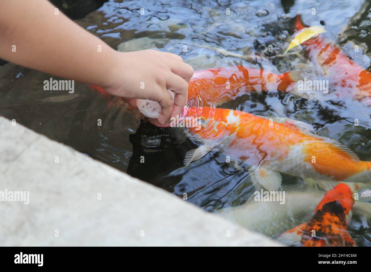 Koi Crap High Resolution Stock Photography and Images - Alamy