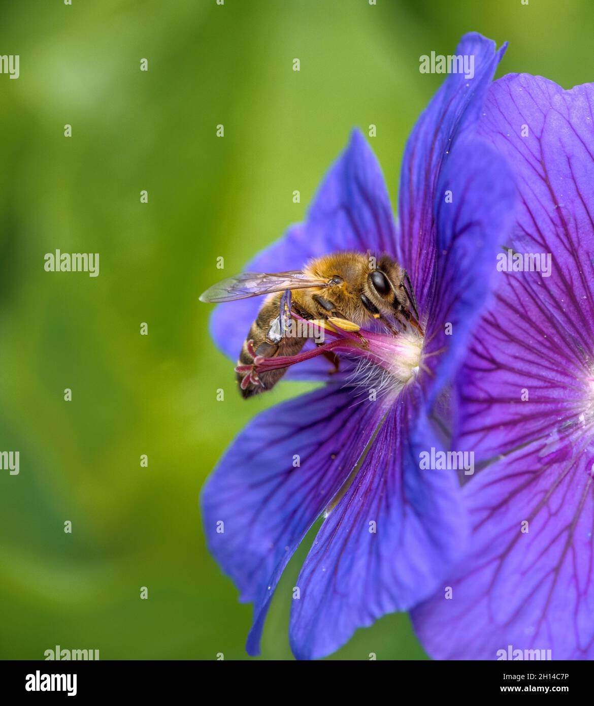Macro of a bee pollinating on a purple geranmium flower blossom Stock ...