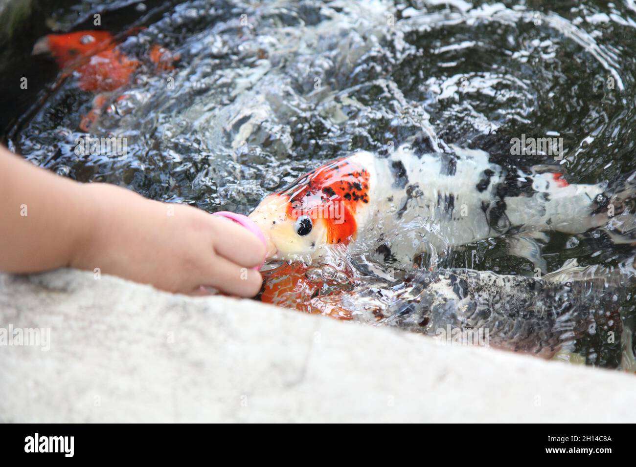 Koi Crap High Resolution Stock Photography and Images - Alamy