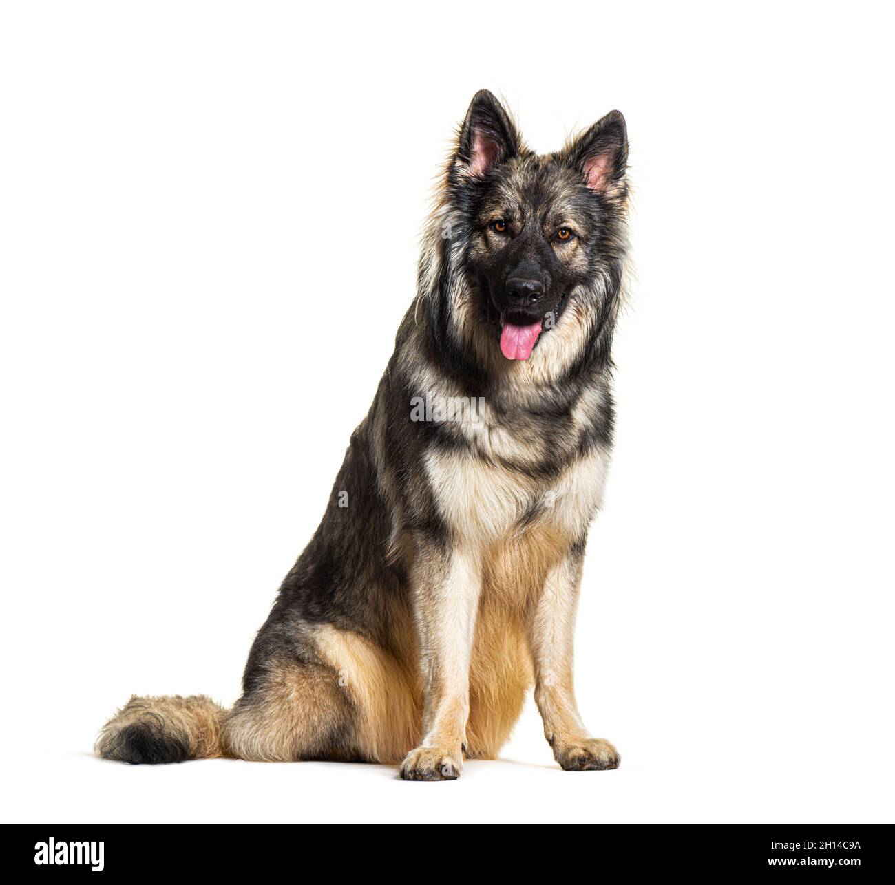 closeup of old German herding dog panting. This dog is also know as ...