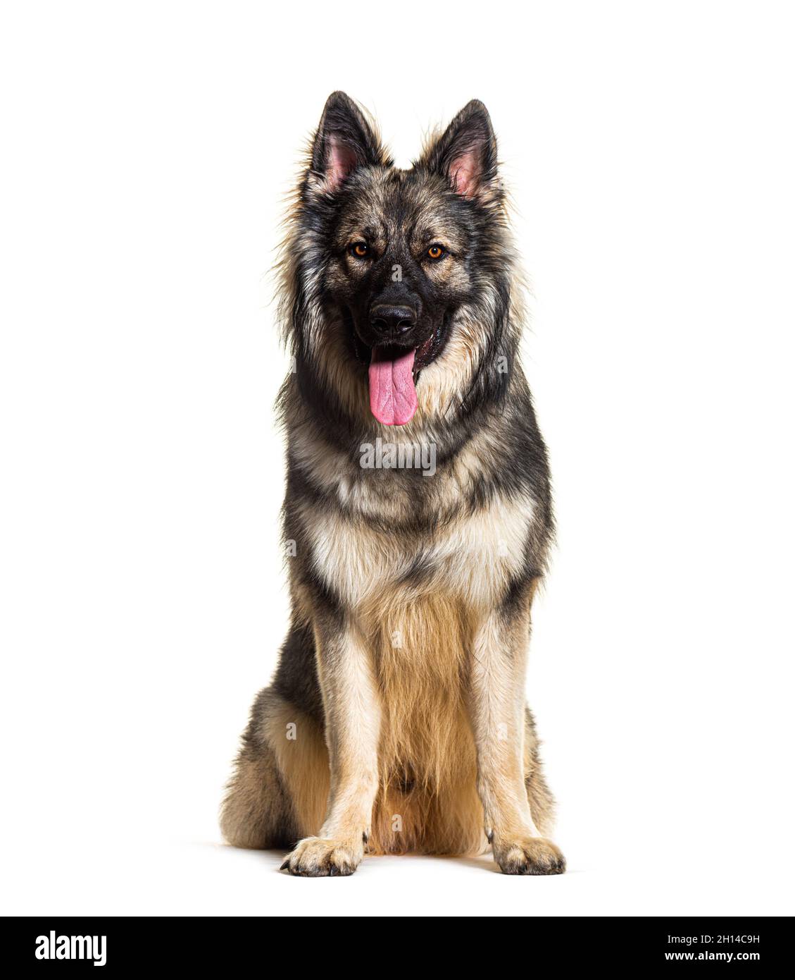 German herding hi-res stock photography and images - Alamy