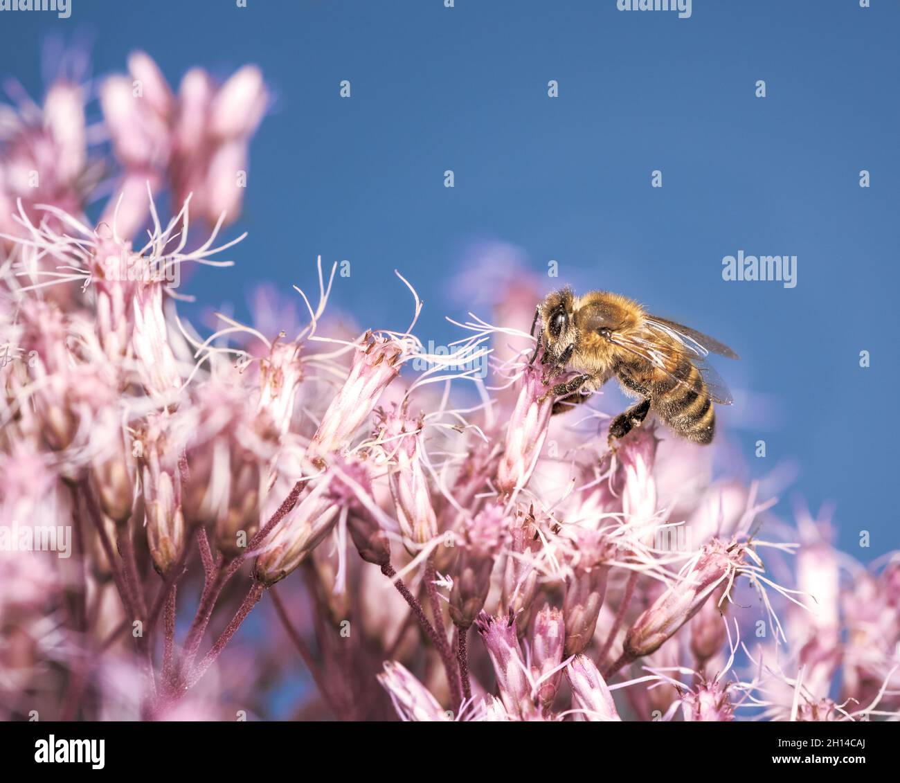 Macro of a bee pollinating at a boneset flower Stock Photo - Alamy