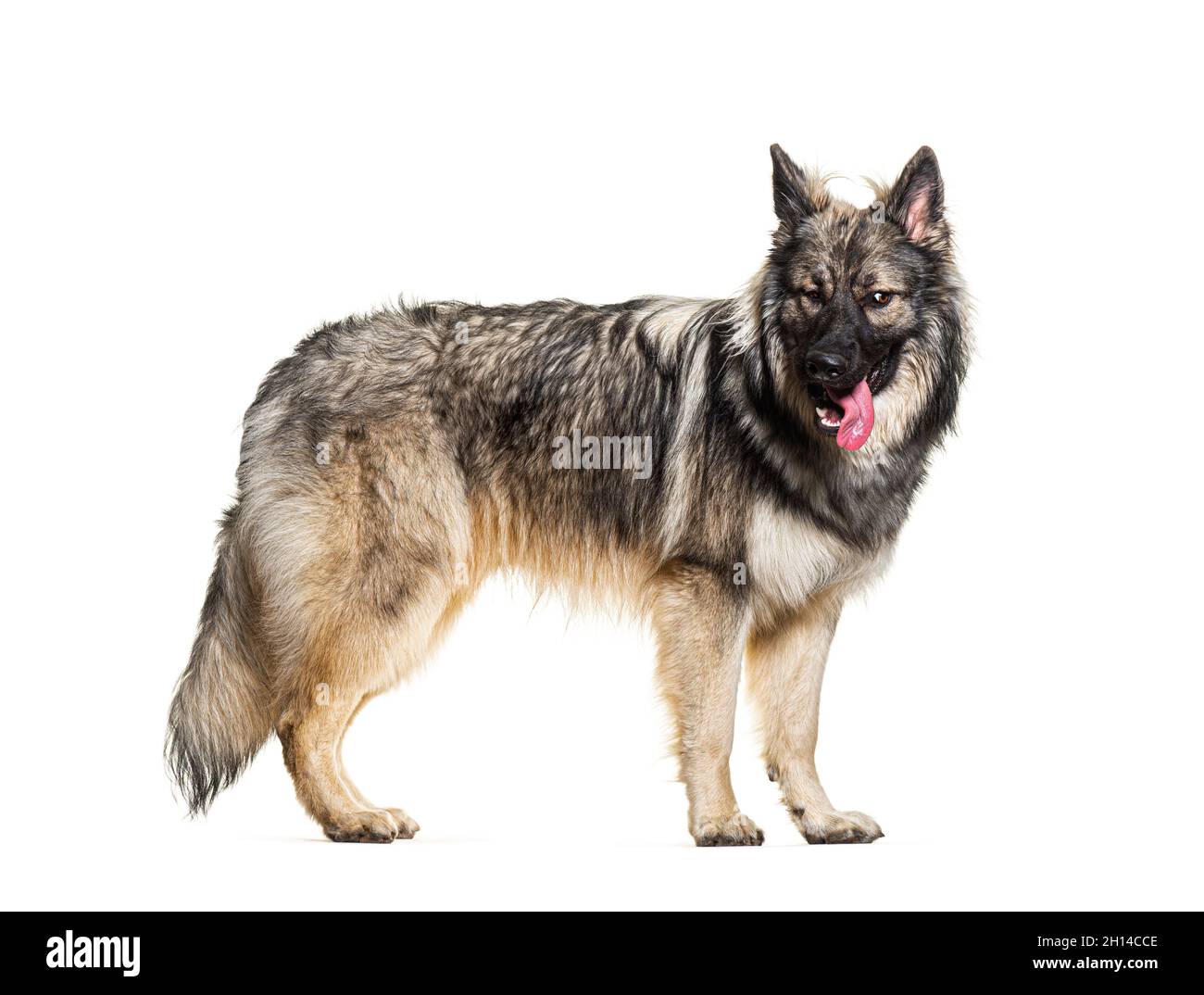 Full face profile Cut Out Stock Images & Pictures - Alamy