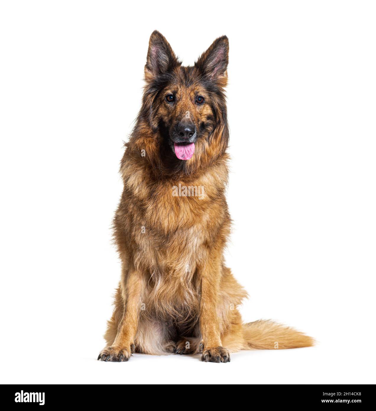 Old German shepherd dog, sitting and panting, isolated on white Stock ...