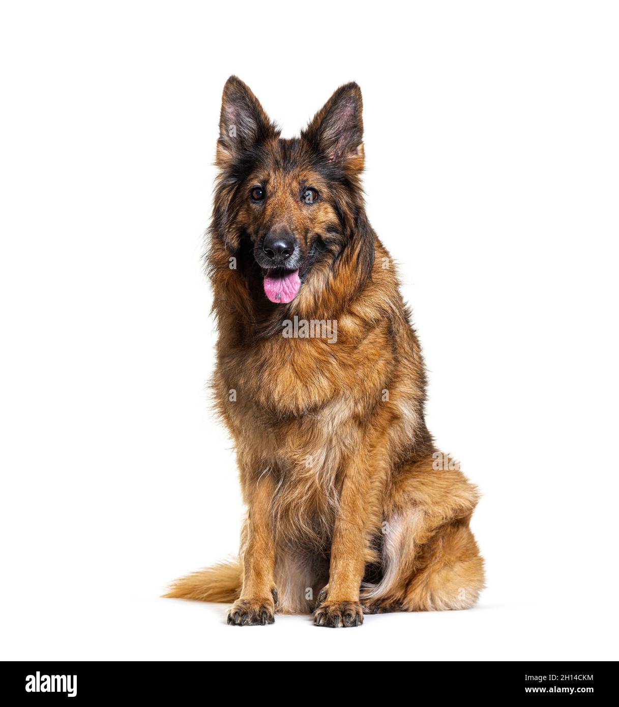 Old German shepherd dog, sitting and panting, isolated on white Stock ...