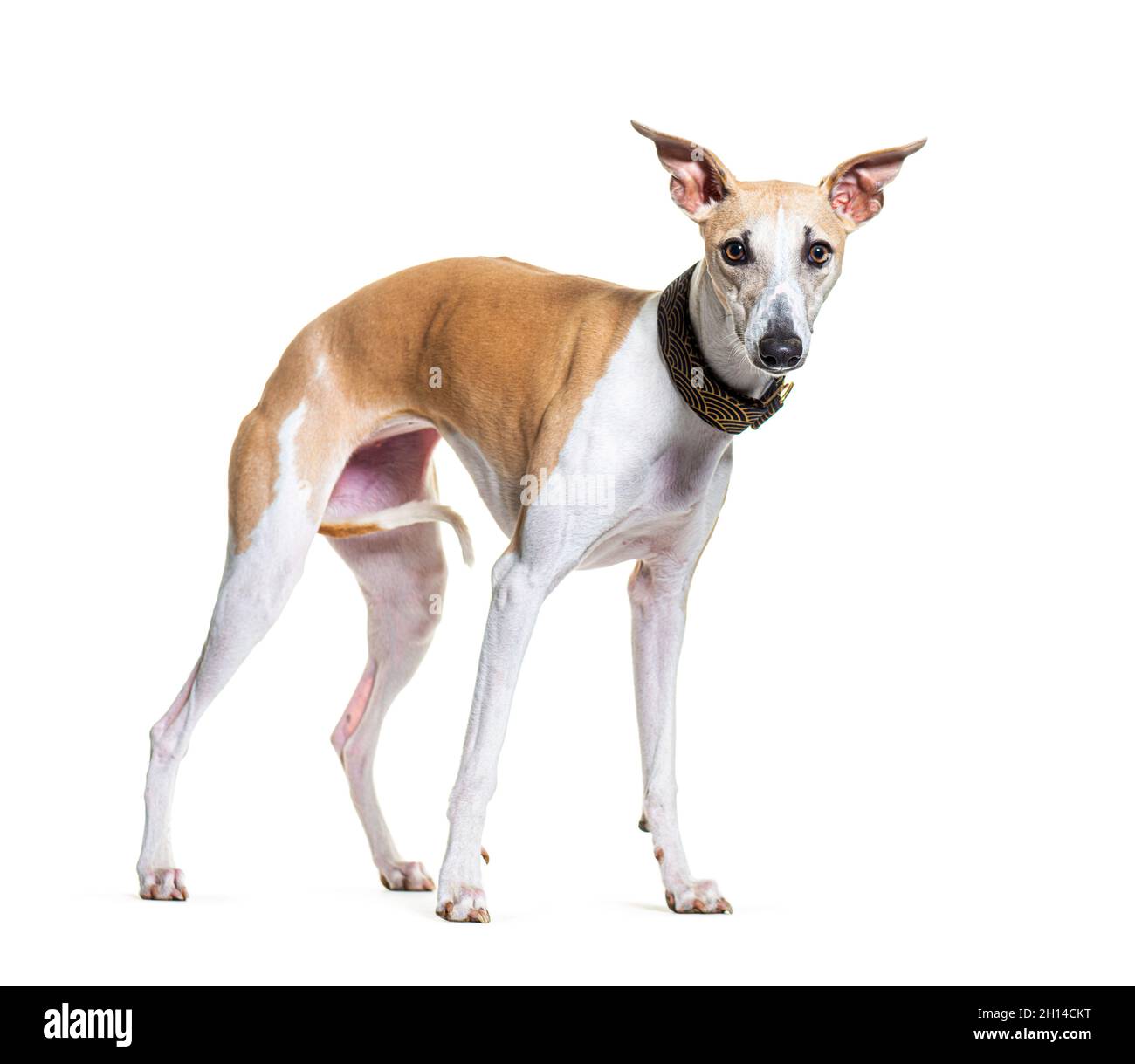 Standing Whippet dog wearing a collar, isolated on white Stock Photo ...