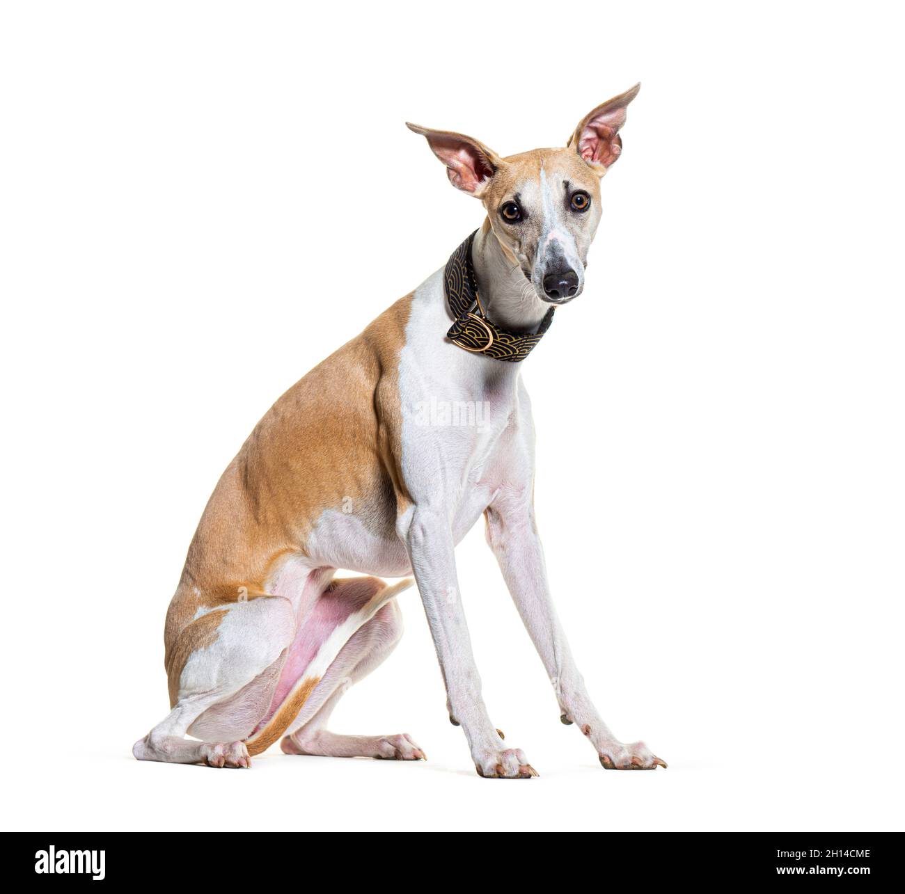 Sitting Whippet High Resolution Stock Photography and Images - Alamy