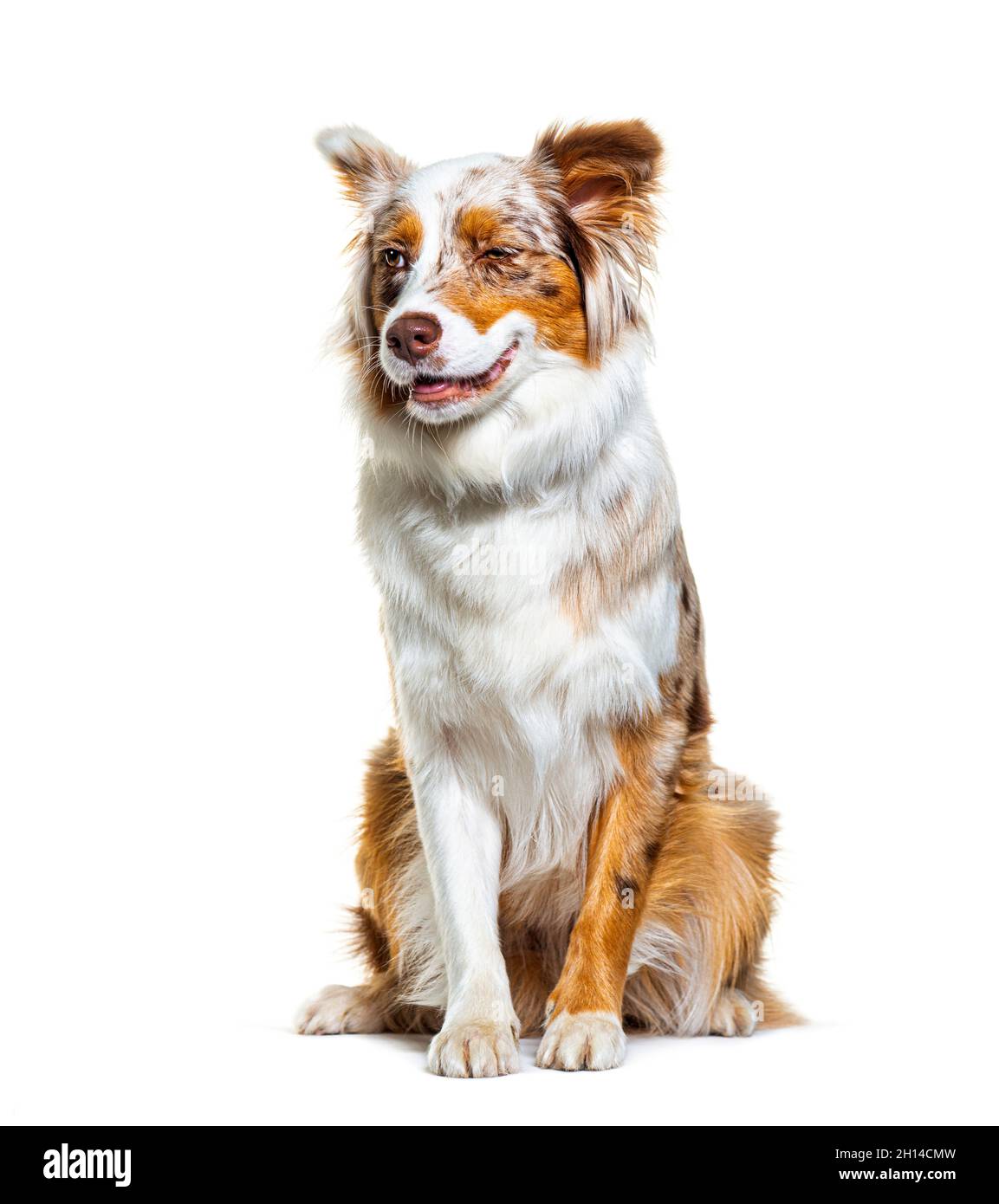 Red merle australian shepherd Stock Photo - Alamy