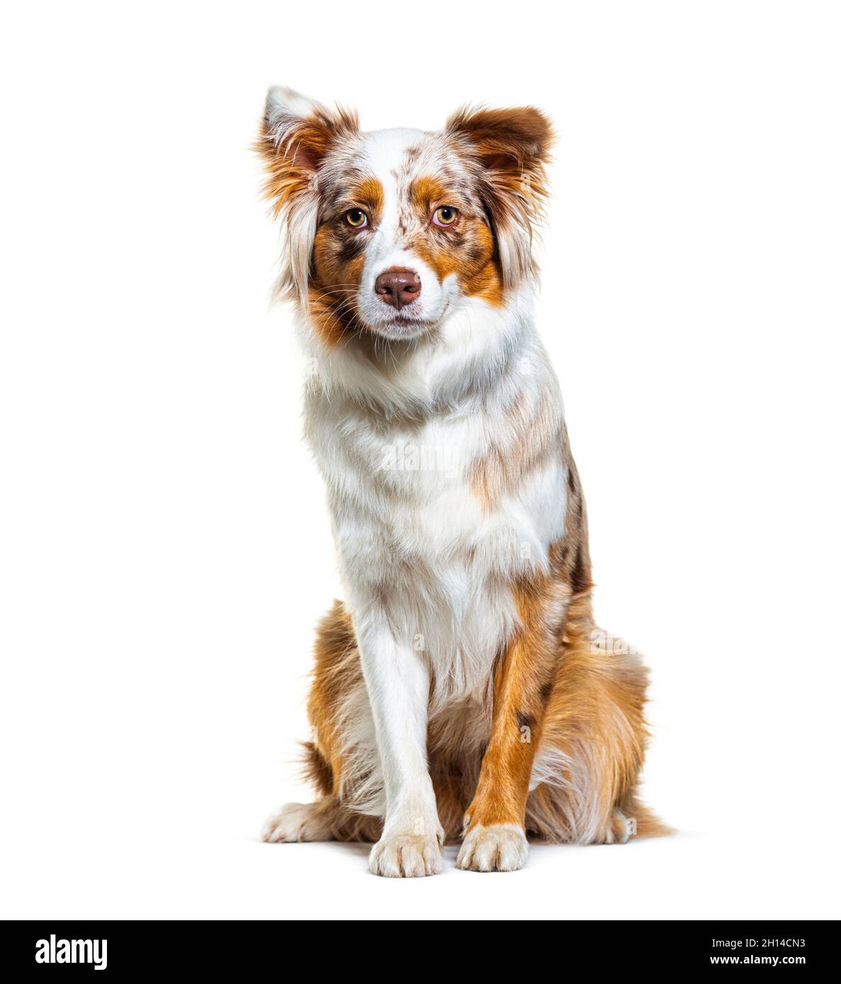 Red merle australian shepherd Cut Out Stock Images & Pictures - Alamy