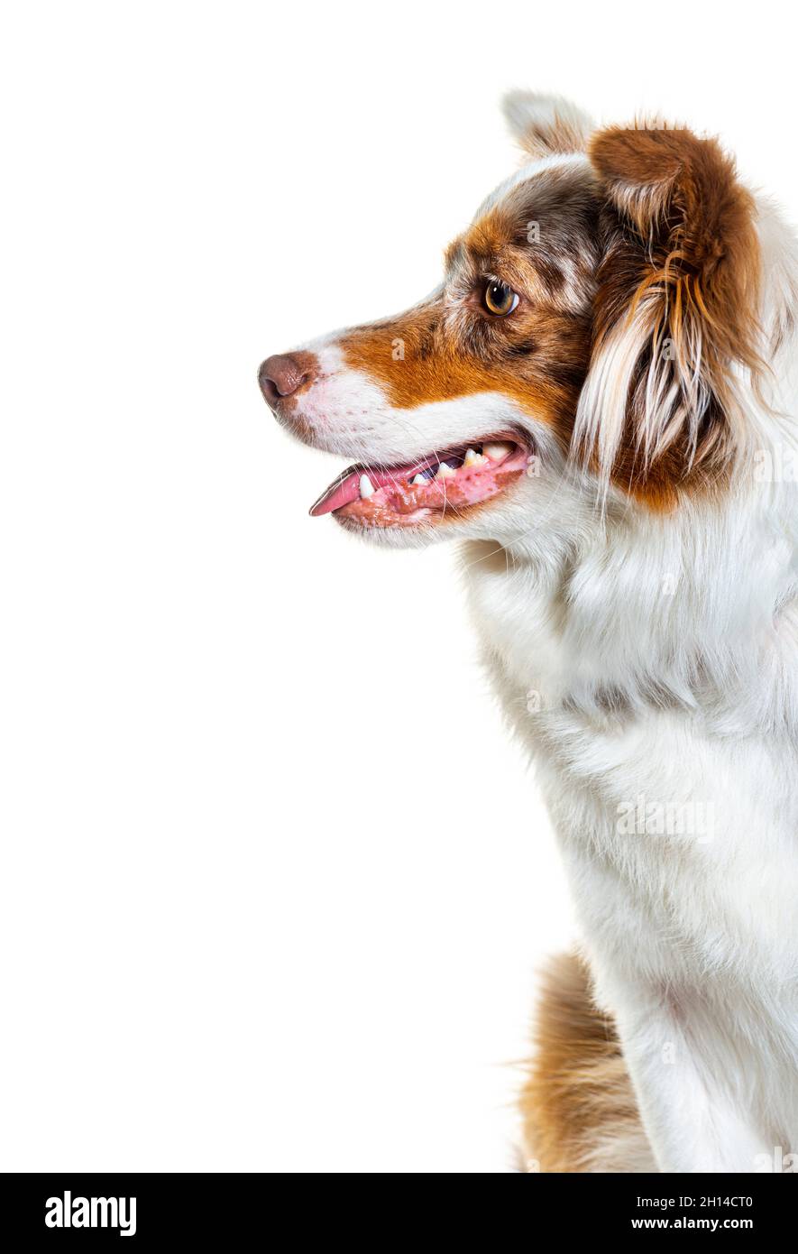 Australian shepherd profile hi-res stock photography and images - Alamy