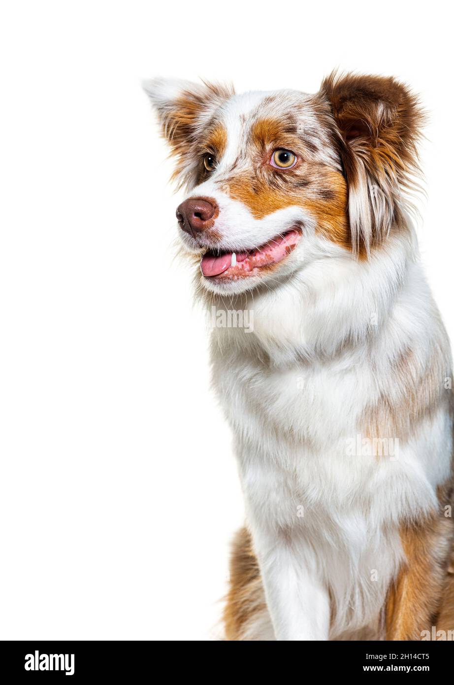 Australian shepherd profile tongue hi-res stock photography and images ...