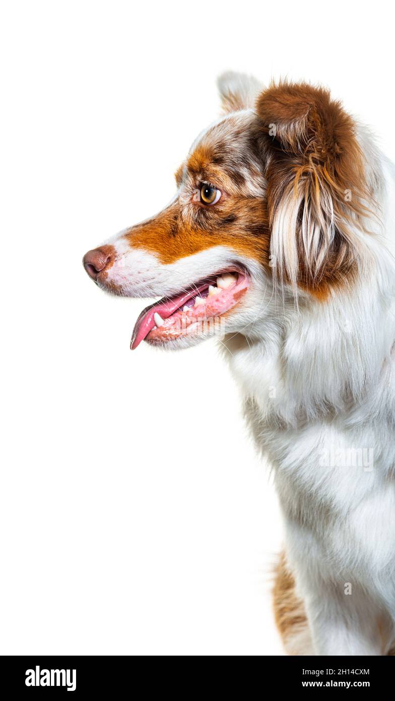 Australian shepherd profile hi-res stock photography and images - Alamy