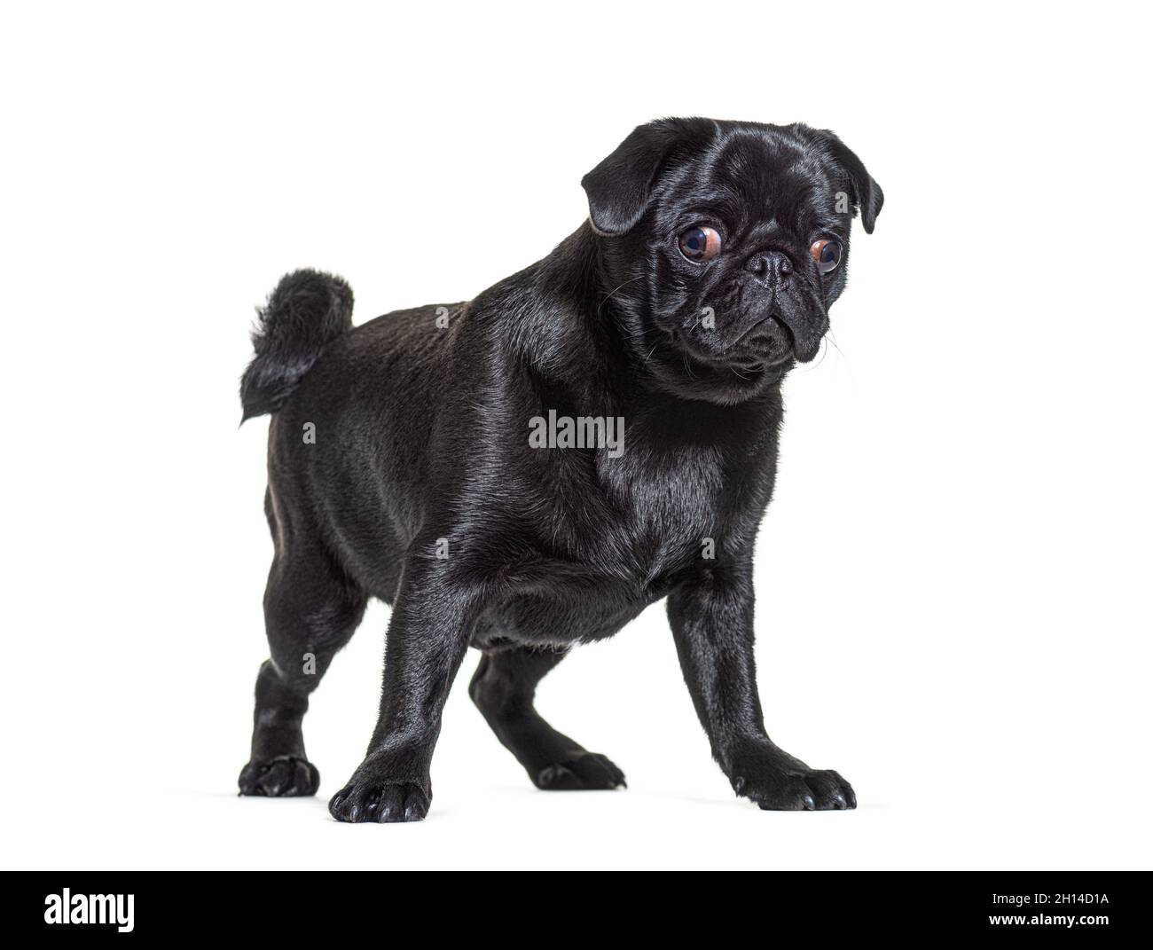 Black pug face Cut Out Stock Images & Pictures - Alamy
