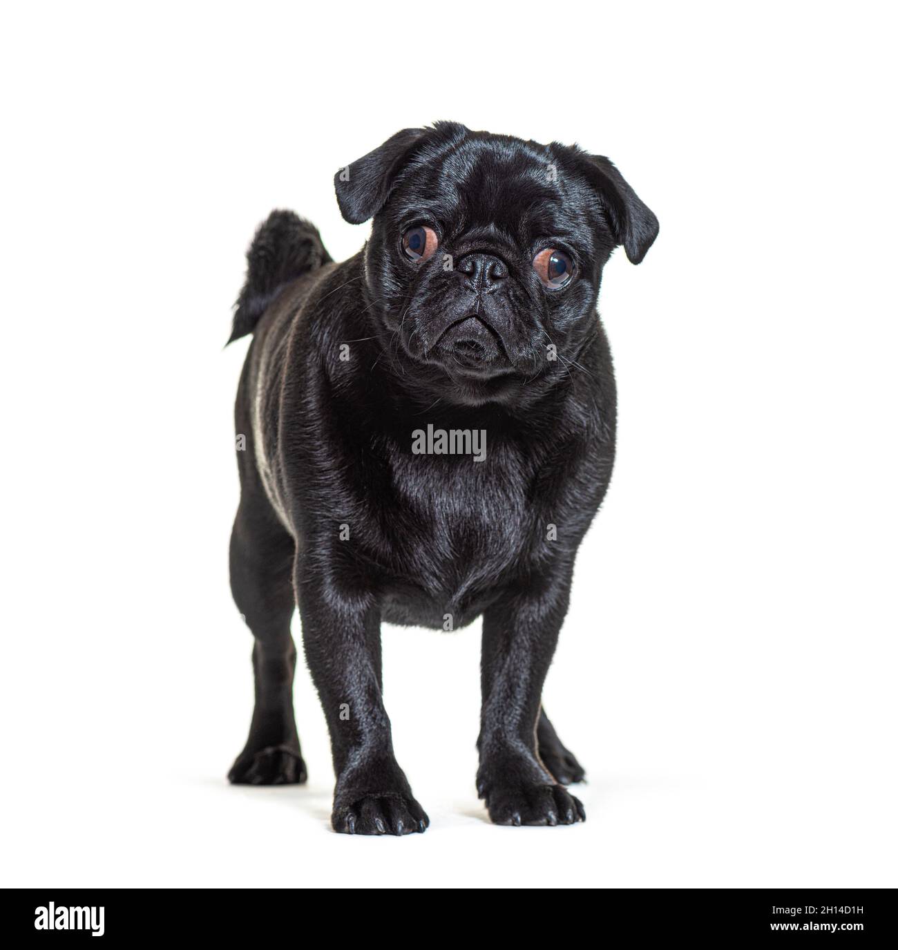 Black Pug dog standing in front and looking at the camera, isolated ...
