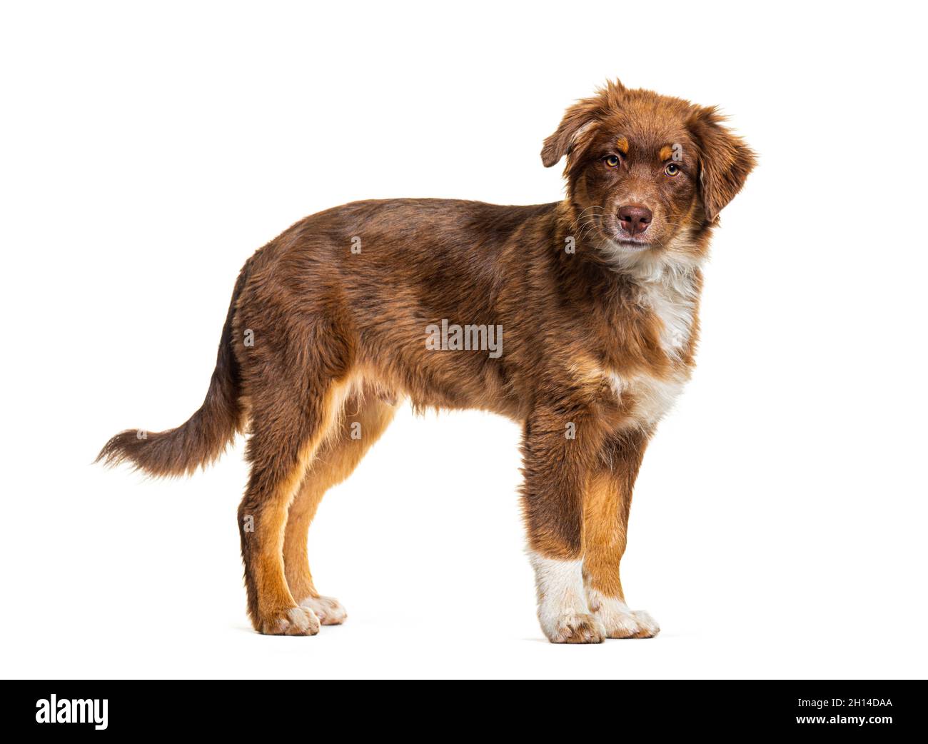 Brown Australian shepherd dog looking at camera, isolated on white ...