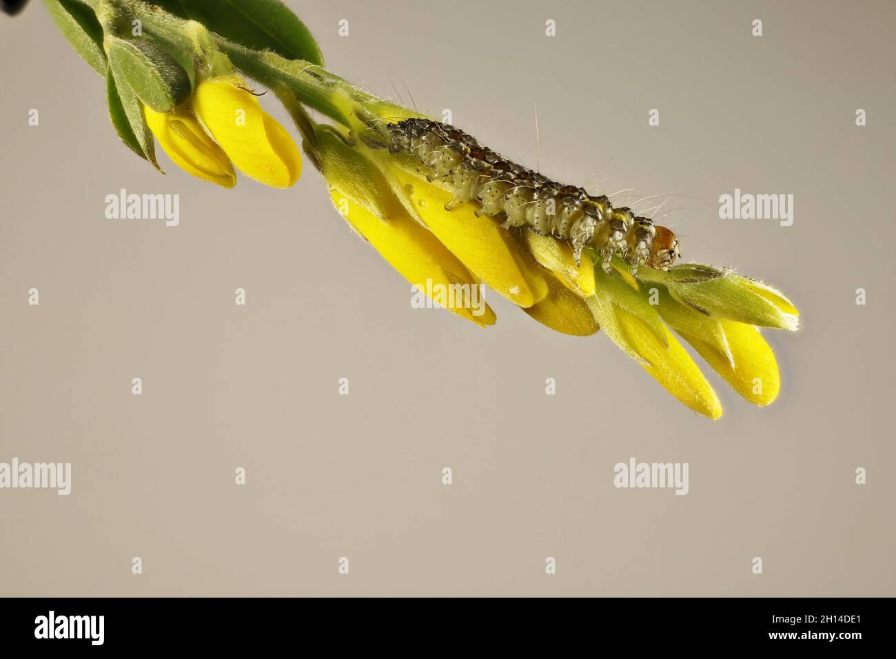 Close-up of Tree Lucerne Moth (Uresiphita ornithopteralis) caterpillar ...