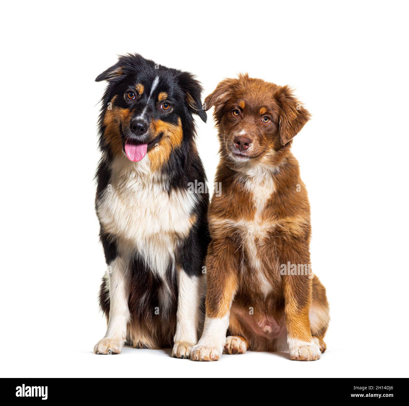 two Australian shepherd dogs sitting together, isolated on white Stock ...