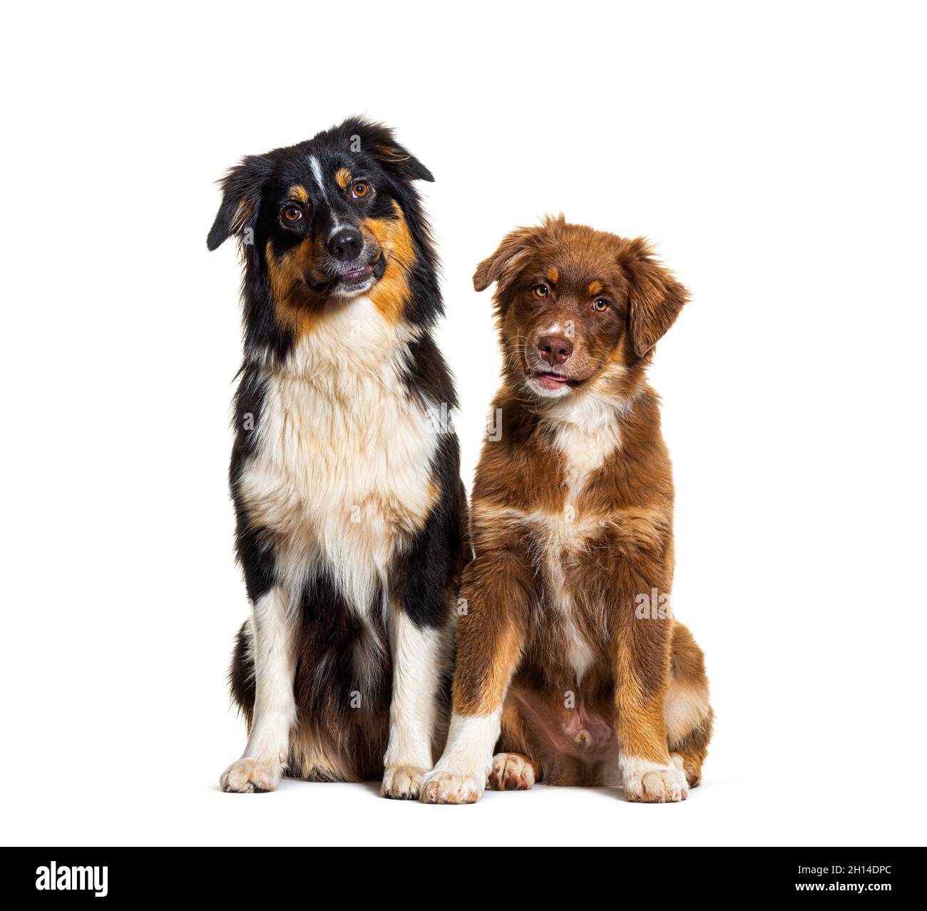 Two Australian shepherd dogs sitting together side by side and looking ...