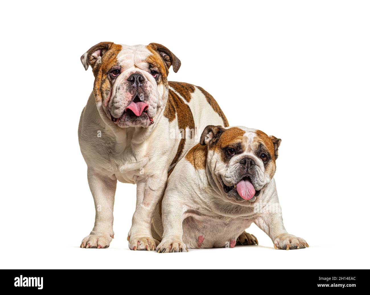 Two English Bulldogs sitting together in front of white background ...