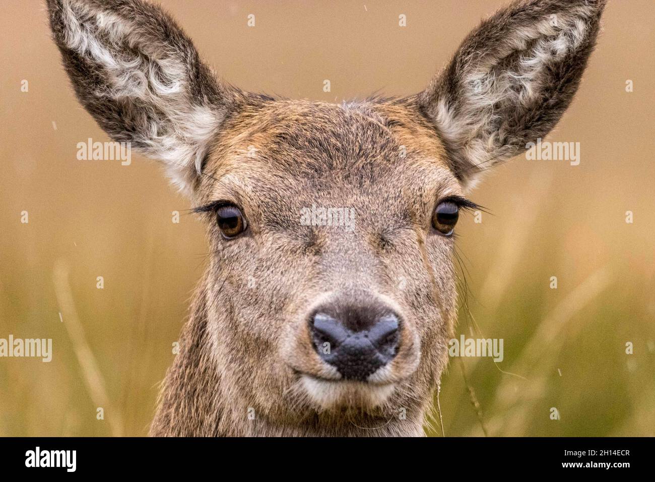 Jura, UK. 16 October, 2021 Pictured: With an estimated 6,000 deer on ...