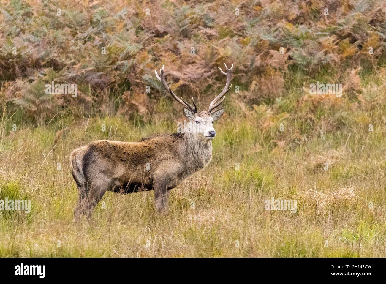 Jura, UK. 16 October, 2021 Pictured: With an estimated 6,000 deer on ...