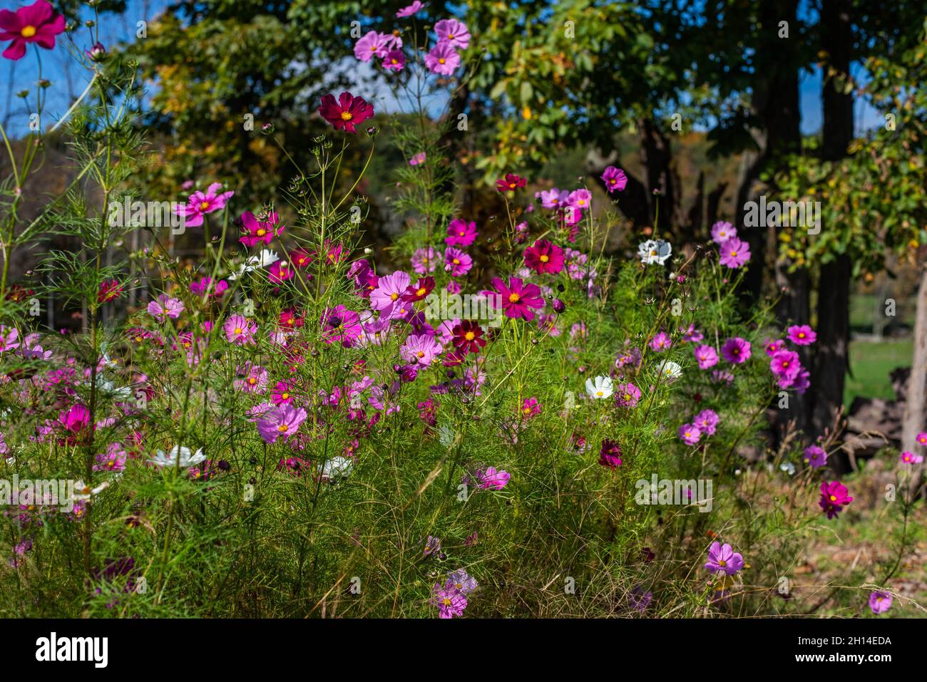 Purple and light pink cosmos wildflowers along a rural road Stock Photo ...