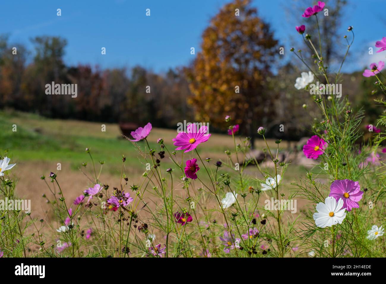 Purple and light pink cosmos wildflowers along a rural road Stock Photo ...