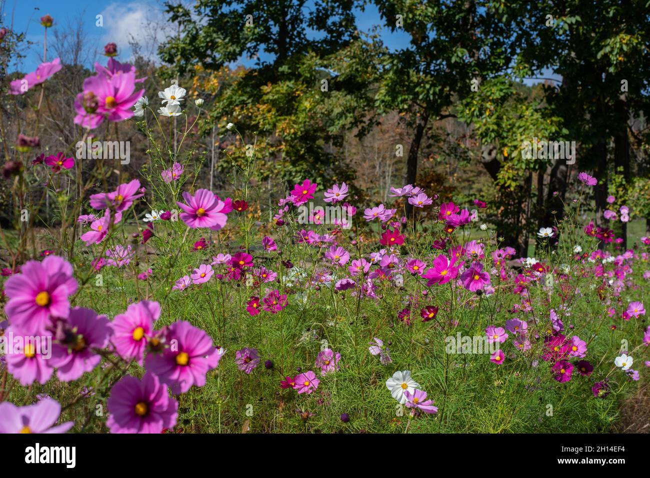 Purple and light pink cosmos wildflowers along a rural road Stock Photo ...