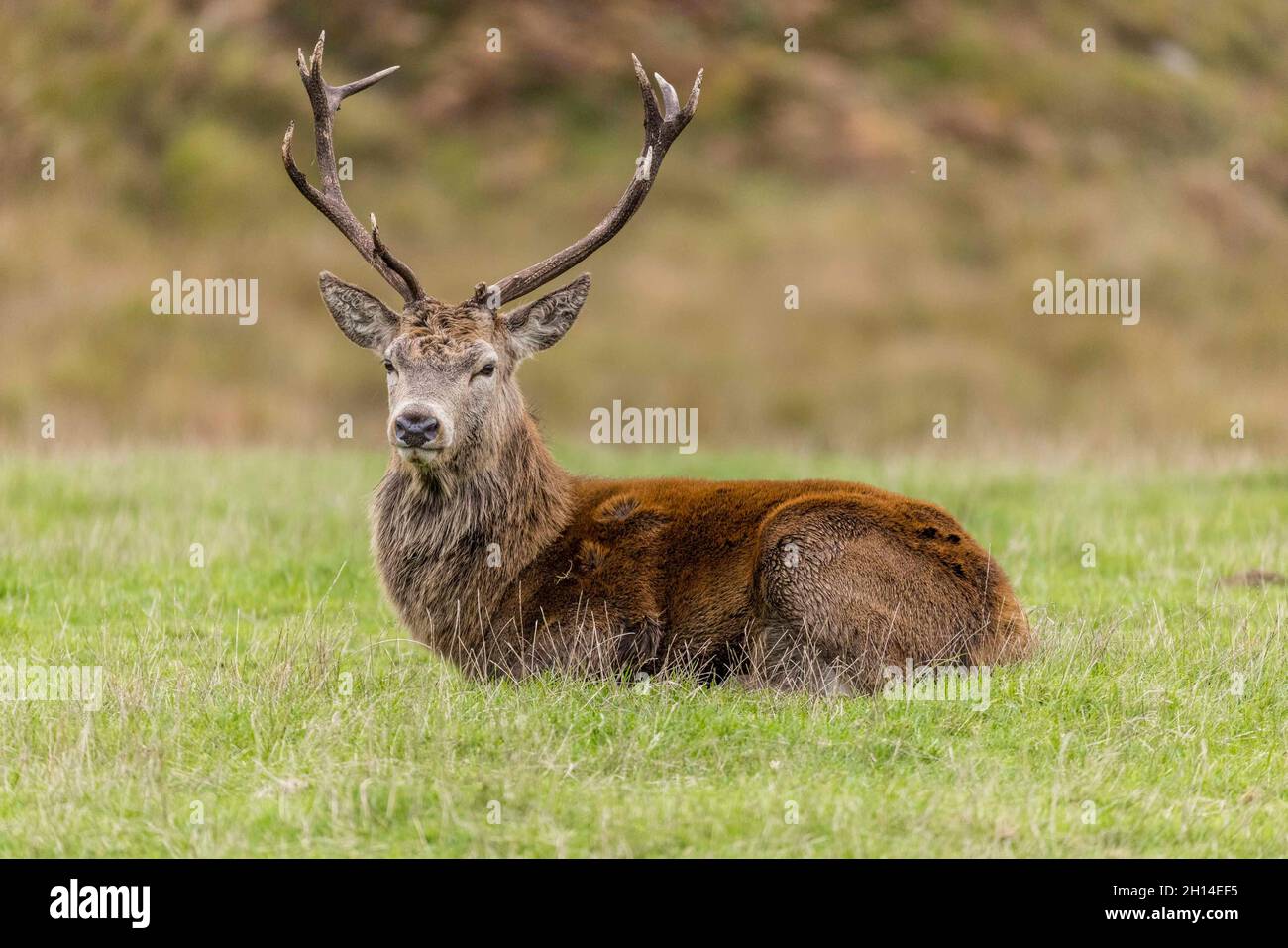 Jura, UK. 16 October, 2021 Pictured: With an estimated 6,000 deer on ...