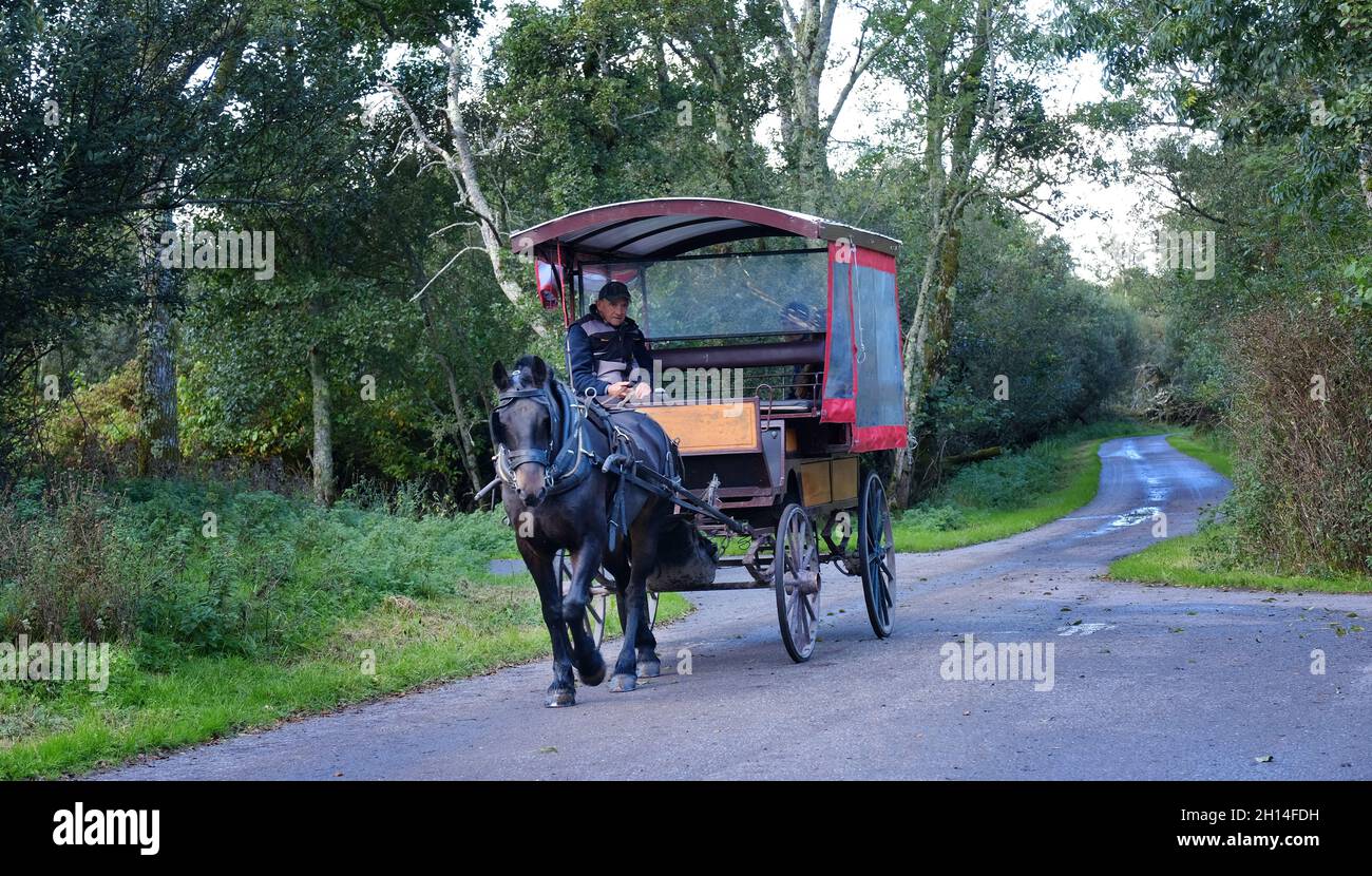 Irish pony and trap hi-res stock photography and images - Alamy
