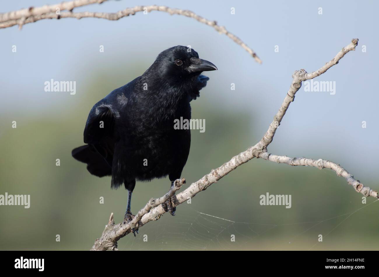 American Crow, Corvus brachyrhynchos, perched on branch and fluffing ...