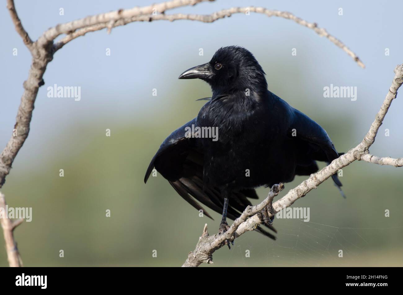 American Crow, Corvus brachyrhynchos, perched on branch and fluffing ...