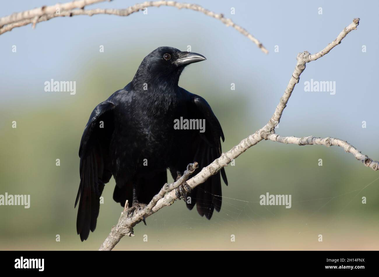 American Crow, Corvus brachyrhynchos, perched on branch and fluffing ...
