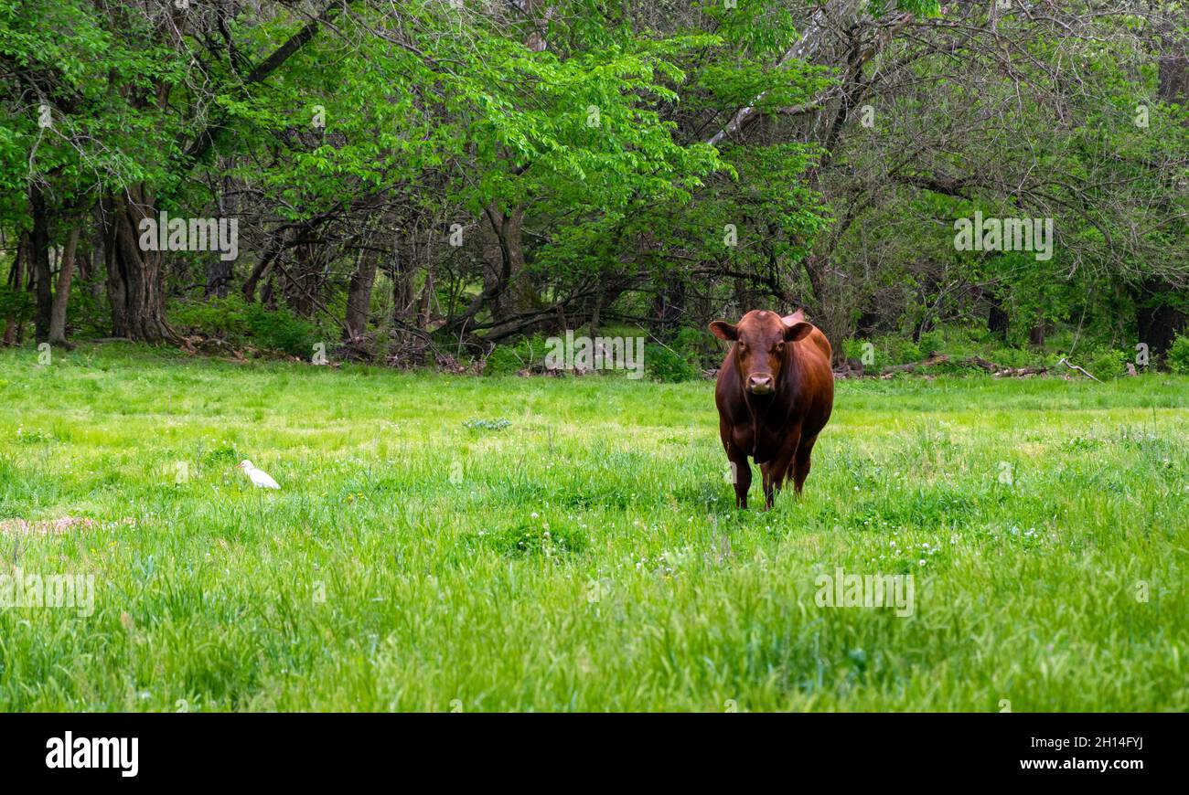 A red angus bull stands at attention in the green pasture on a warm ...