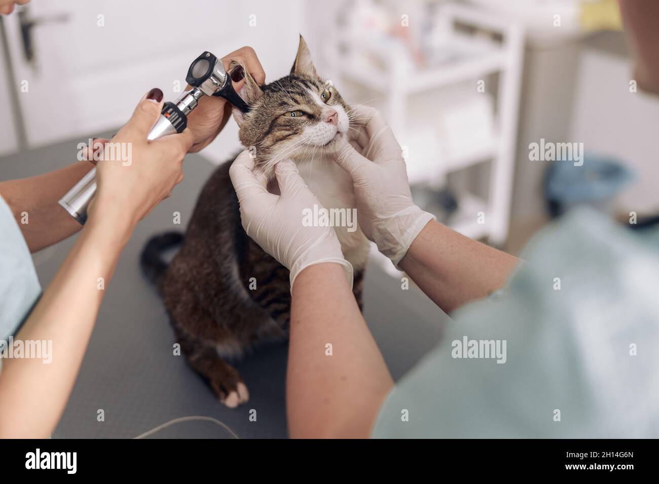 Veterinarian puts otoscope into tabby cat ear while assistant holds ...