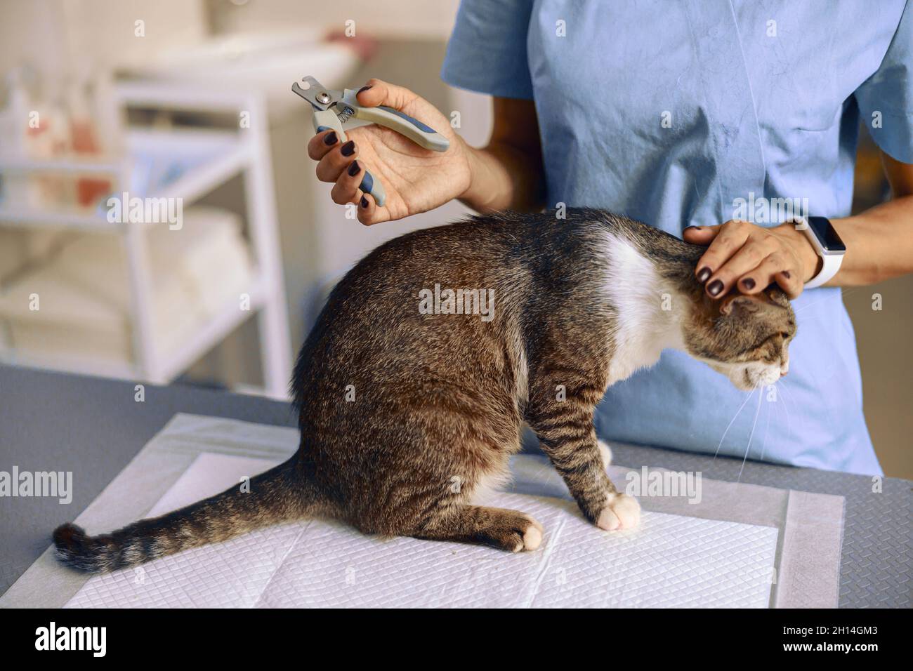 Veterinarian with cat and claws clipper at table civered with ...