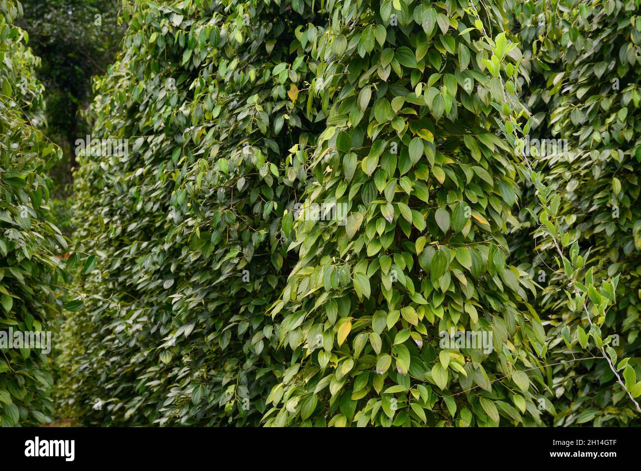 Green pepper plantation on Phu Quoc Island, Vietnam. Pepper is a ...