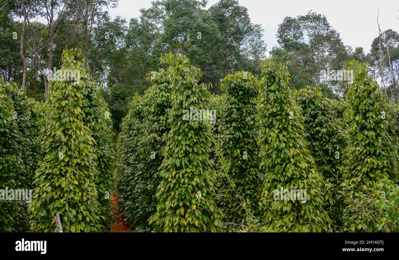 Green pepper plantation on Phu Quoc Island, Vietnam. Pepper is a ...